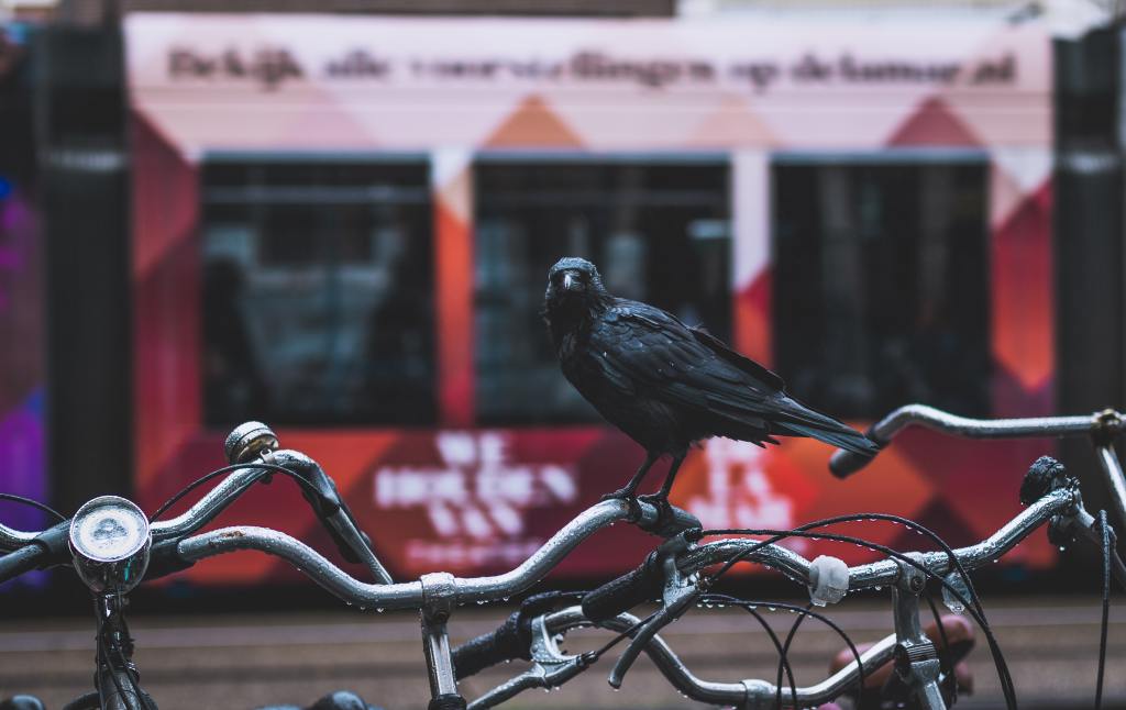 Corvus urbanis? The advent of truly urban versions of wildlife species ...